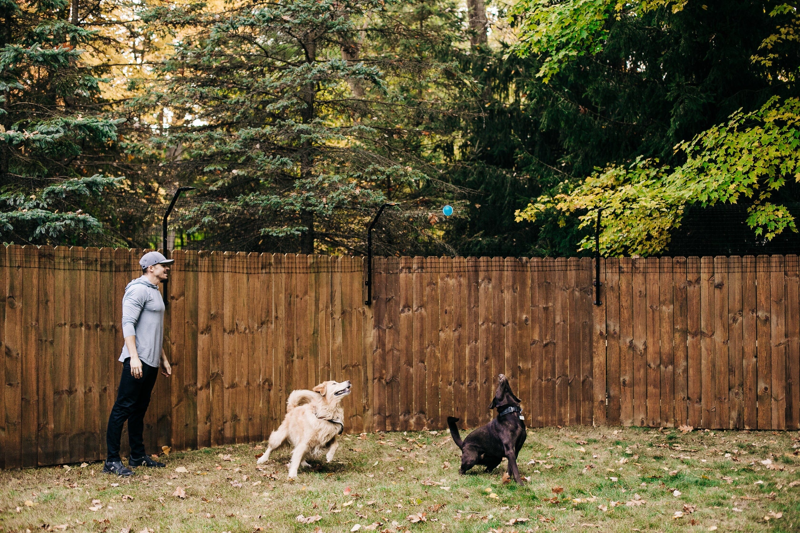 Top 6 Best Dog Fence Extensions – Dog Proofer