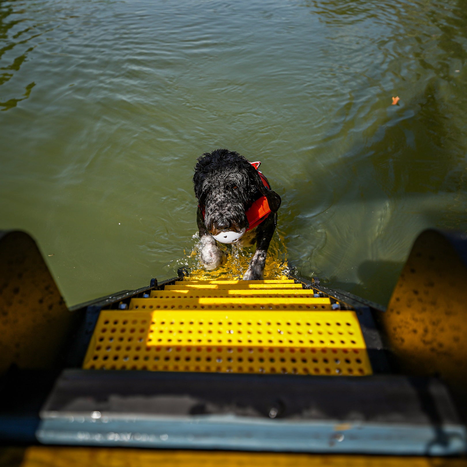 Dock Ramp/Ladder for Dogs – Dog Proofer