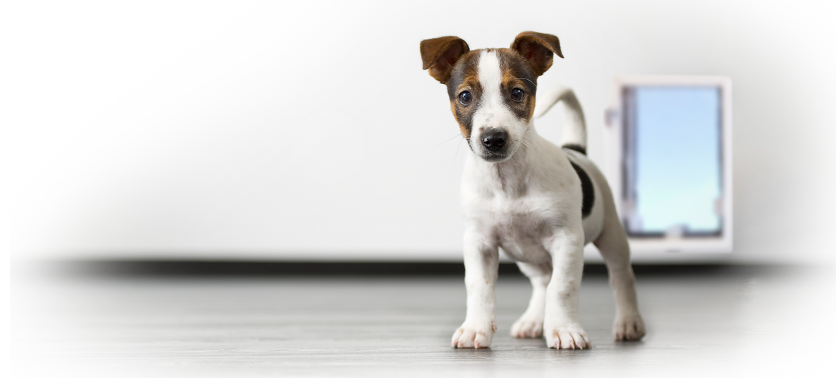 Outdoor Dog Fences - Easy Dog Enclosures by Dog Proofer