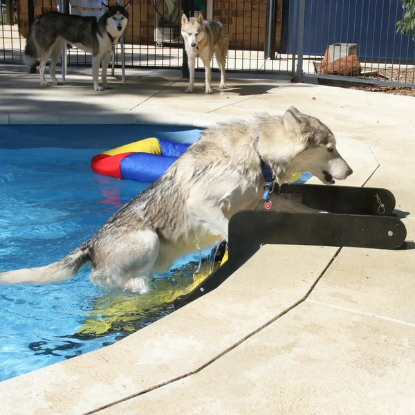 Swimming Pool Ramp/Ladder for Dogs - Dog Proofer