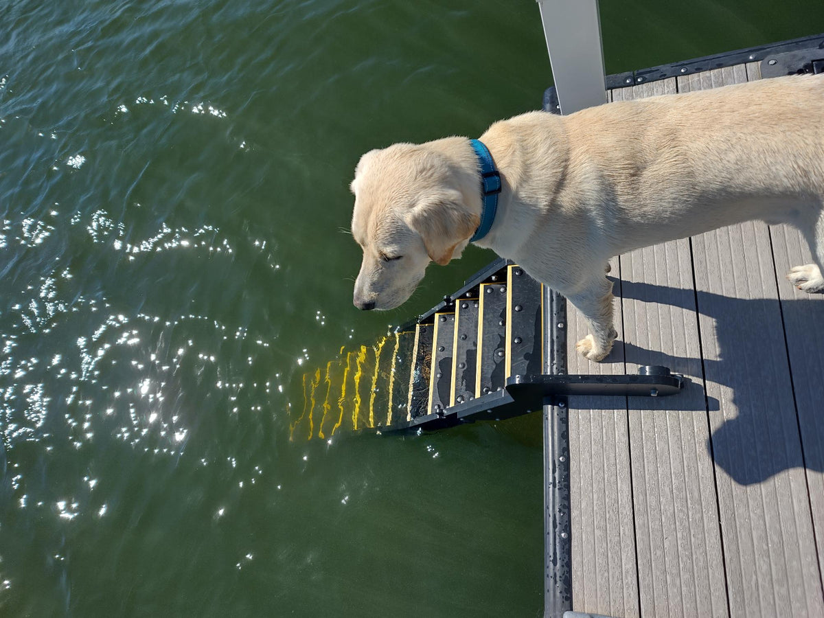 Water Ladders for Dogs - Dog Proofer