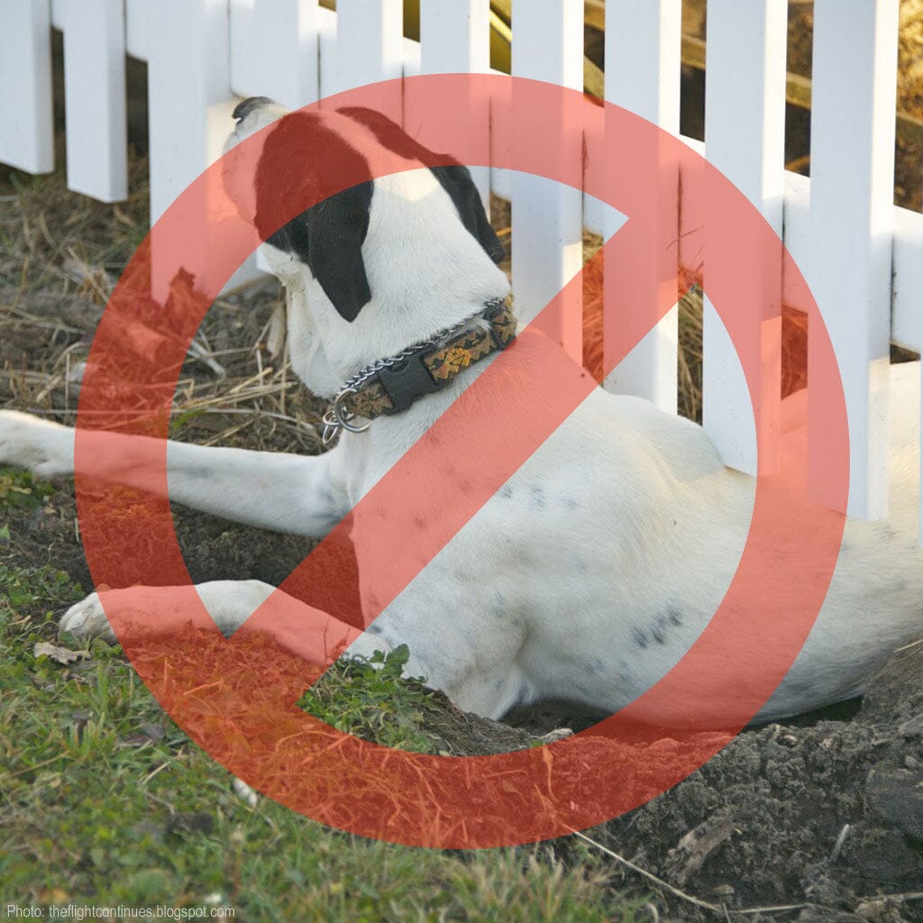 No-Dig Fence For Dogs - Dig Proof Dog Fence Kit | Dog Proofer